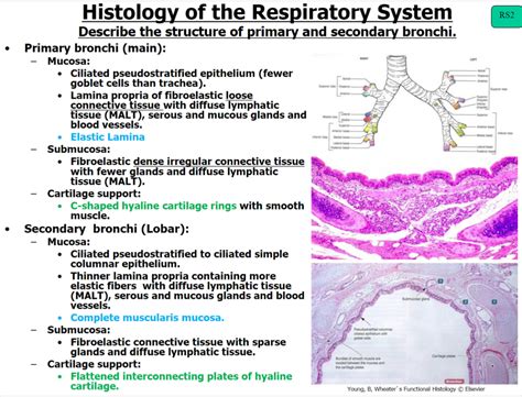 Secondary Bronchi Diagram Quizlet