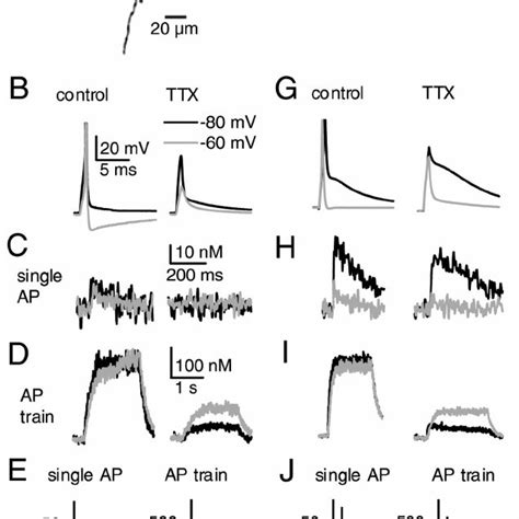 Somatic Action Potentials Elevate Dendritic Calcium In A Manner That