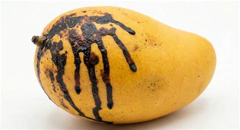 Black Spots On Mango Fruit Causes Safety And Remedies Mango Recipes