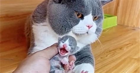 Dad Cats Hilarious Reaction To Meeting His Newborn For The First Time