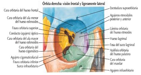 Anatomia Del Ojo Netter Atlas De Anatomía Humana Vgsh