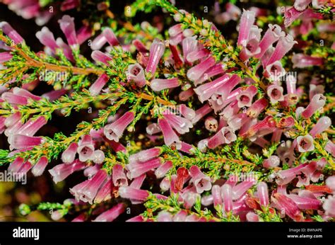 Erica Perspicua Prince Of Wales Heath Mountain Fynbos Ericaceae South