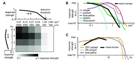 Human Retinal Ganglion Cells Show Similar Spatial And Temporal Download Scientific Diagram