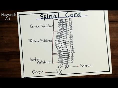 Spinal Cord Labeled Diagram Drawing How To Draw Human Spine Step By Step Human Backbone Drawing