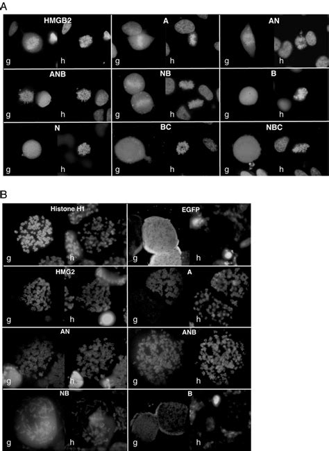 Two Regions Are Responsible For HMGB Binding To Mitotic Chromosomes Download Scientific