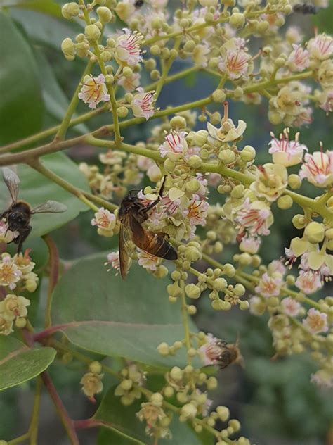 Ruby Longan It Was One Of The Rarest Varieties Of Longan Few Years Ago Although Its Pretty