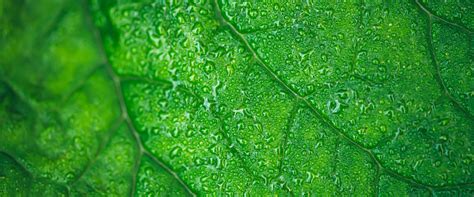정맥이 있는 젖은 녹색 잎의 생생한 천연 질감 녹색 잎 표면에 이슬방울이 있는 미니멀한 자연 배경 매크로의 잎에 방울이있는 아름다운 최소한의 배경 잎의 자연 질감 0명에