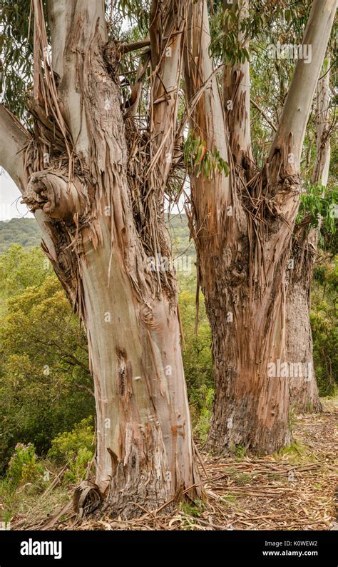 Eucalyptus Tree Trunks Introduced Species Brought From Australia