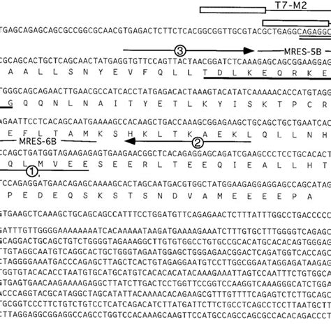 Nucleotide Sequence Of Mouse Cgrp Rcp Arrows 1 2 And 3 Represent Download Scientific Diagram