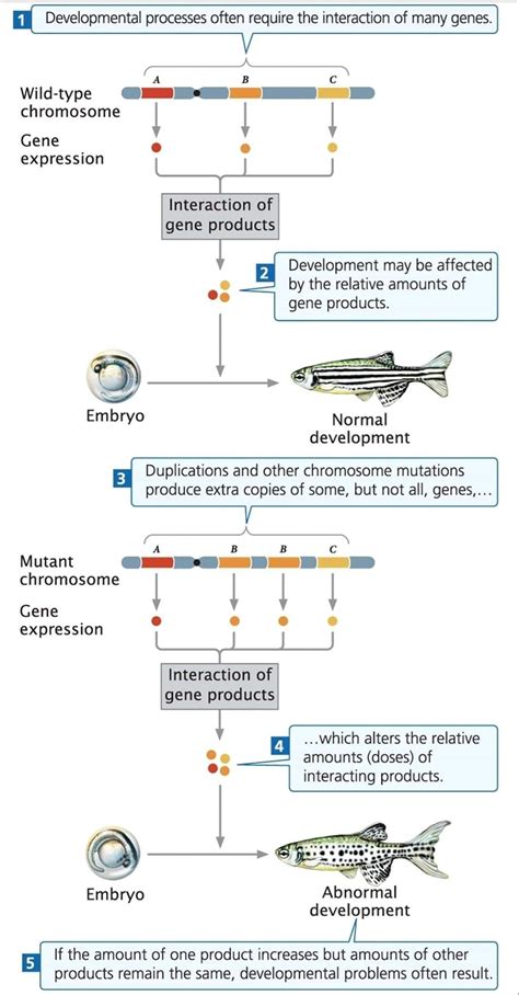 hanaa fayed on linkedin unbalanced gene dosage leads to developmental…