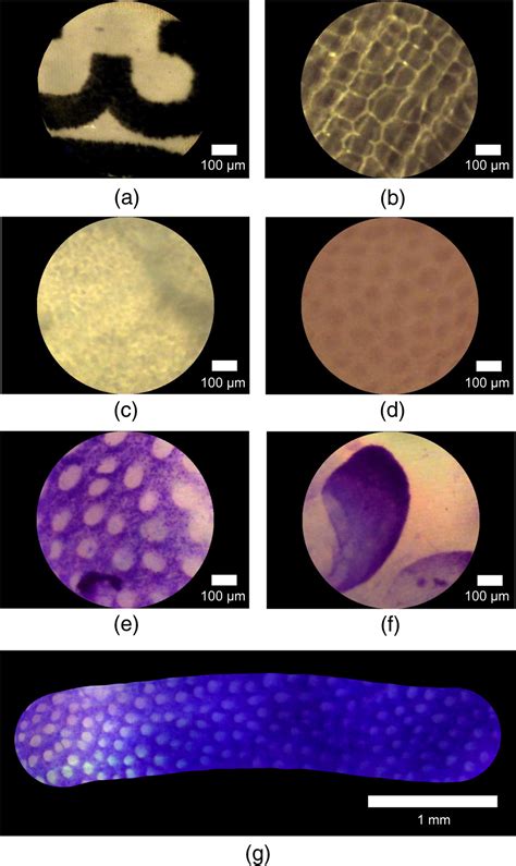 Color Reflectance Fiber Bundle Endomicroscopy Without Back Reflections