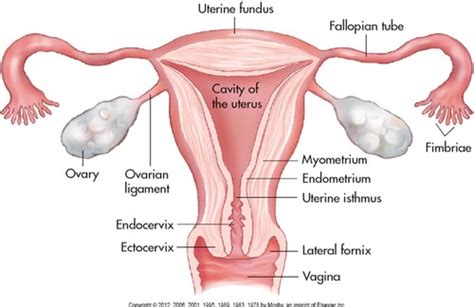 Ovary Vs Appendix Location