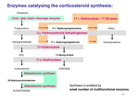 Ppt The Adrenal Cortex Powerpoint Presentation Free Download Id