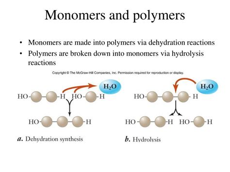 Ppt Monomers Polymers And Macromolecules Powerpoint Presentation