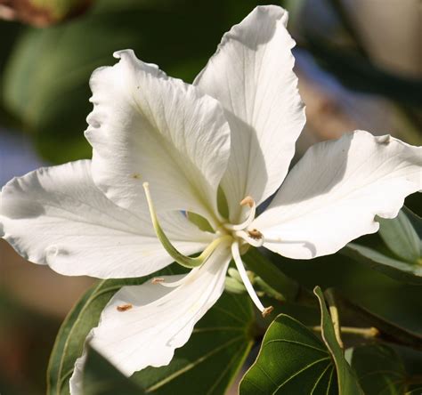 10 Bauhinia Variegata Alba White Orchid Tree Seeds