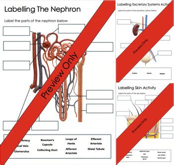 Human Body Systems Labeling Bundle Excretory System Nephron And Skin