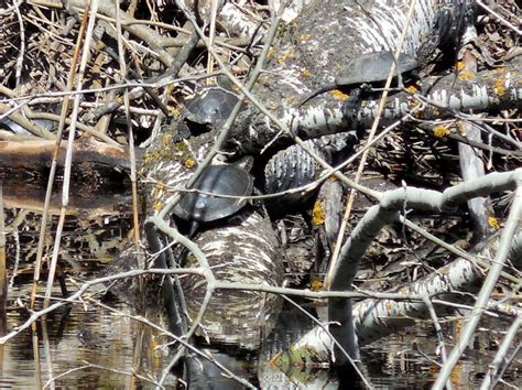 Andrisims Phoebe Twiddlennthank You For