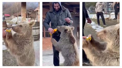 „ალბათ ფერით თაფლს მიამსგავსა“ ფშავში რესტორან „სტუმარ მასპინძელს“ დათვის ბელი უკვე მეორედ