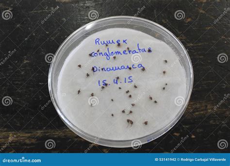 Test The Germination Of Corn Seeds Stock Image