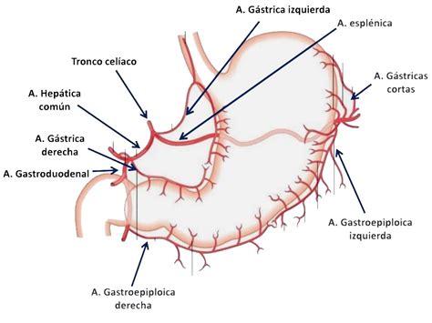 ¿qué Arterias Irrigan El Estómago Homo Medicus