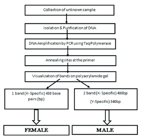 Flow Process Of Polymerase Chain Reaction For Sex Determination Download Scientific Diagram