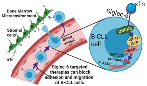 文献分享：siglec 6作为慢性淋巴细胞白血病细胞迁移和黏附的治疗靶点