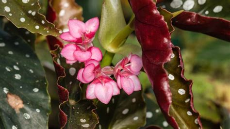 4 Ways To Propagate Begonia Step By Step Guide School Of Garden