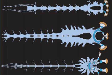 Scientists Discover Worlds Earliest Known Brain