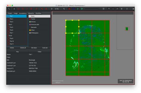 Qupath Tile Annotation Order Usage And Issues Imagesc Forum