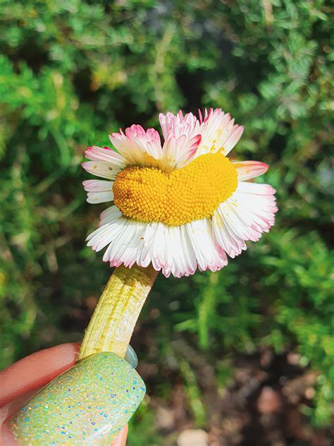 Triple Decker Daisy Rinterestingasfuck