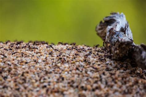 Red Imported Fire Ants Solenopsis Invicta Queensland Australia Stock Image Image Of Habitat
