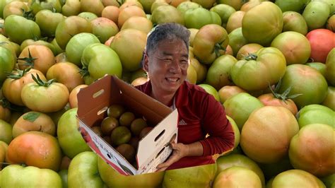 농부의 여름 스마트스토어오픈가장바쁜 수확철박스접기 달인토마토 농부 Youtube