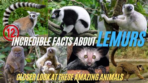 12 Incredible Facts About Lemurs Closer Look At These Amazing Animals