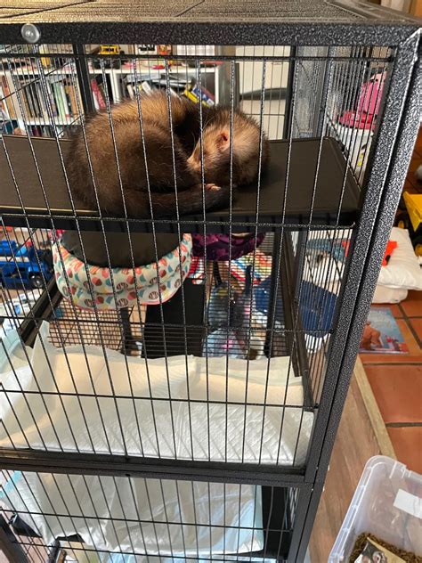 This Girl Is Crazy And Yes I Tried Padding Her Cage And She Pulls Its All Out Scrolller