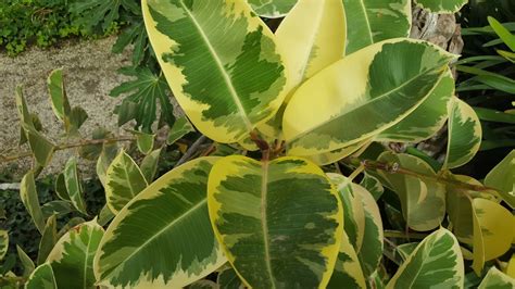 HOW TO GROW FICUS ELASTICA VARIEGATA The Garden Of Eaden