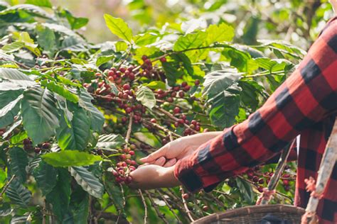 커피 식물 농장 여자 손은 생 커피 콩을 수확합니다 익은 붉은 열매는 녹색 생태 농장에서 신선한 씨앗 커피 나무 성장을 심습니다 클로즈업 손은 바구니 로부스타 아라비카 식물