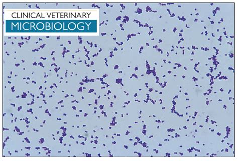 نمای میکروسکوپی استافیلوکوک سوداینترمدیوس S Pseudintermedius