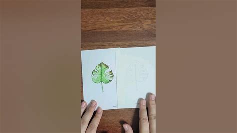 수채화 몬스테라 그리기 컬러링 도안 Shots 취미수채화 Youtube