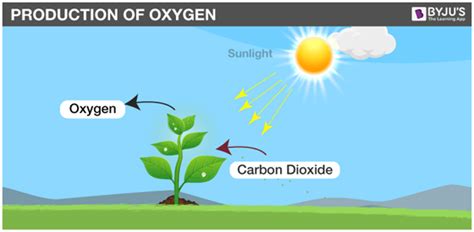 Oxygen Cycle Process Uses Production And Facts About Oxygen 2025