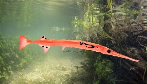 Игла рыба как выглядит где обитает виды питание приготовление