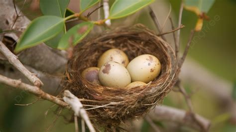 둥지에 네 개의 알 엄마 새 스톡 비디오 로열티 프리 영상 벌새 알의 사진 배경 일러스트 및 사진 무료 다운로드 Pngtree