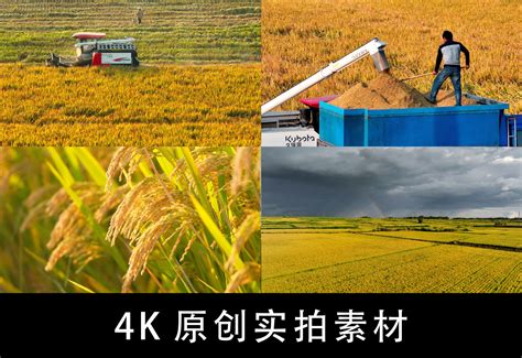水稻收割 视频素材下载
