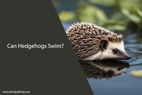 Can Hedgehogs Swim A Comprehensive Guide