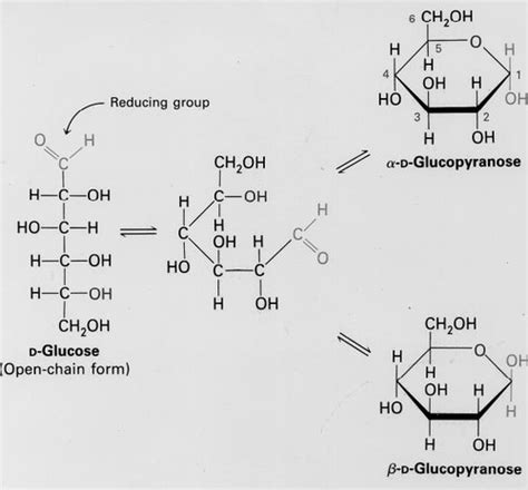 Lecture 7 Carbohydrates And Glycoconjugates Flashcards Quizlet