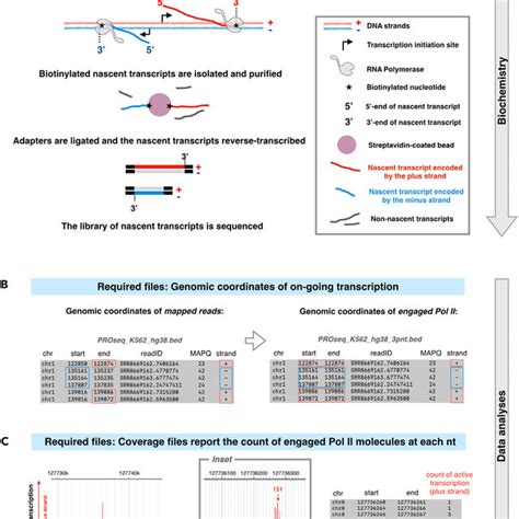 Steps Of Transcription Occur At Distinct Functional Genomic Regions