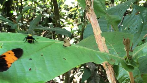 ヌマタドクチョウHeliconius numata カルスシジミCalycopis calus 2019 10 26 Ticary Lodge