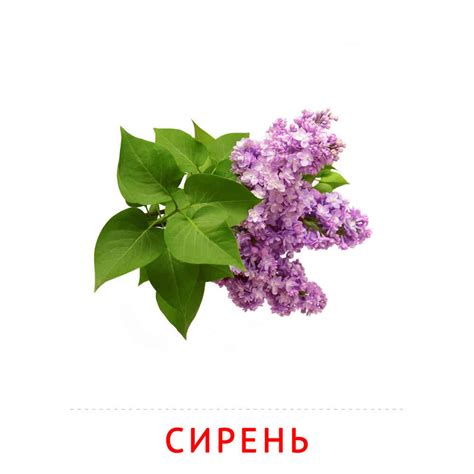 Цветы: Сирень