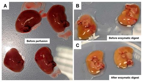 Marker Protein Expression In Hepatocytes A Primary Hepatocytes Were