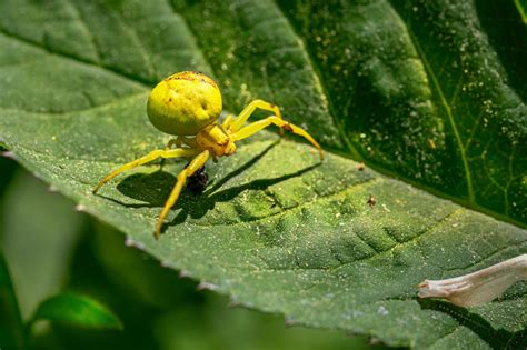 Why Pest Inspection Is An Essential Step In The Home Buying Process