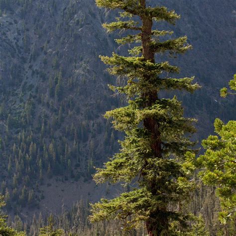Douglas Fir And 100 Common North American Trees